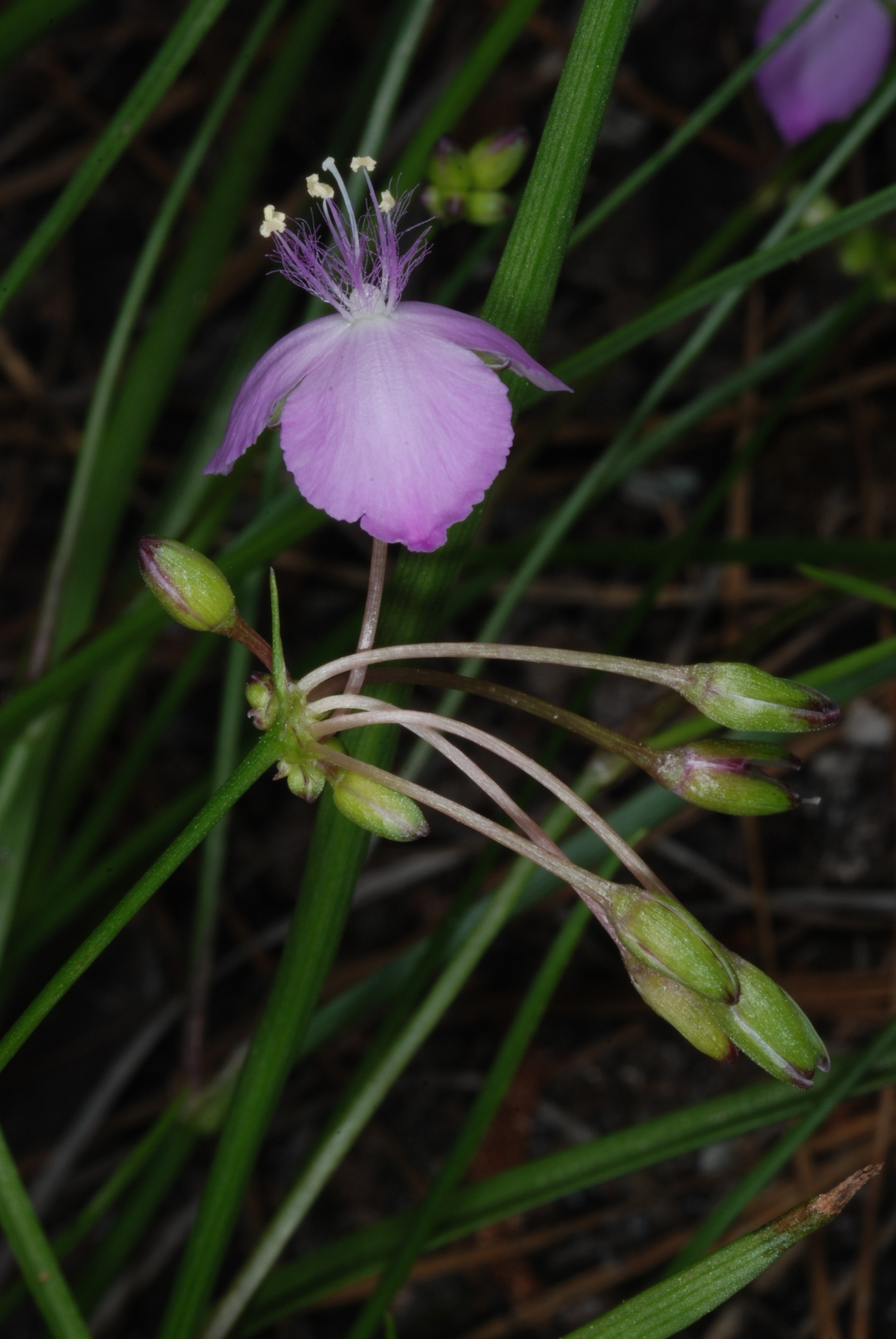 Callisia rosea (Vent.) D.R.Hunt
