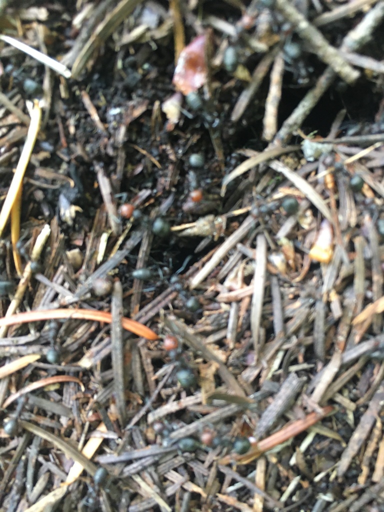 Western Thatching Ant from Eatonville, WA, US on June 18, 2020 at 02:27 ...