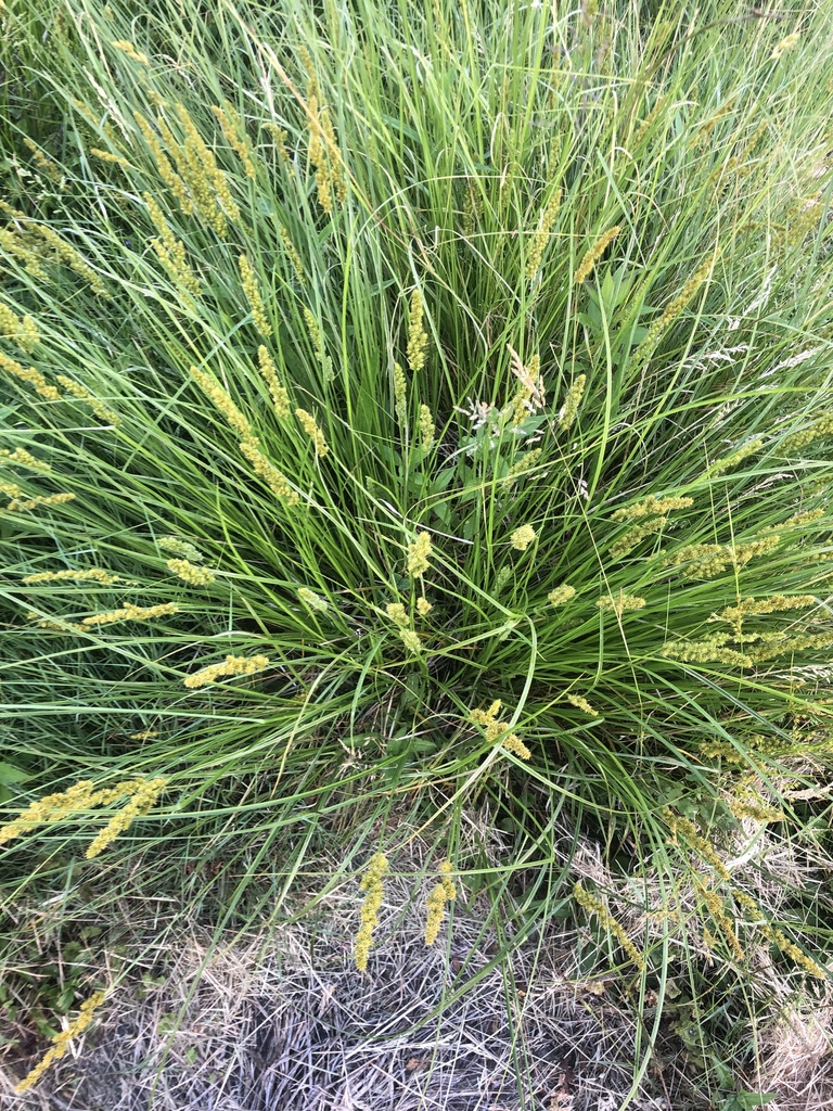 fox sedge from Sunrise Ave, Honesdale, PA, US on June 18, 2020 at 06:01 ...