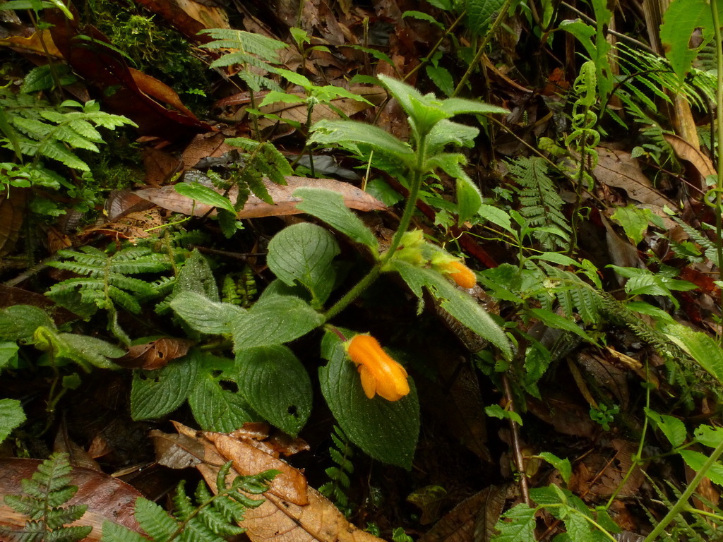 (Columnea strigosa) - Botanical Realm