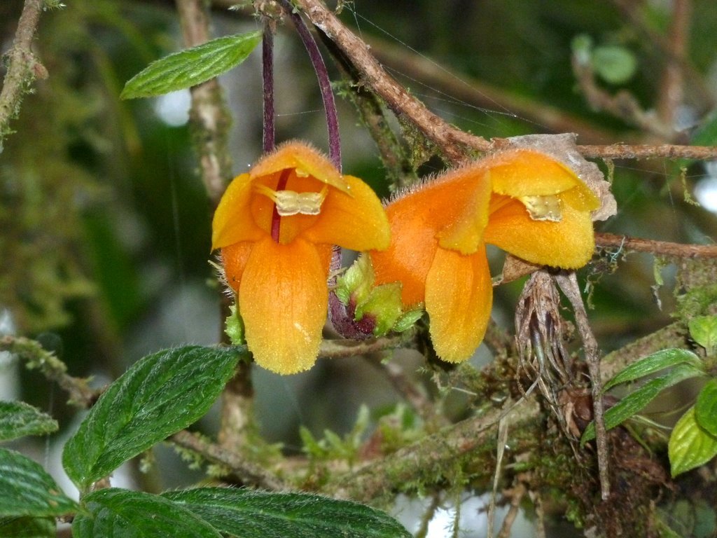 (Columnea strigosa) - Botanical Realm
