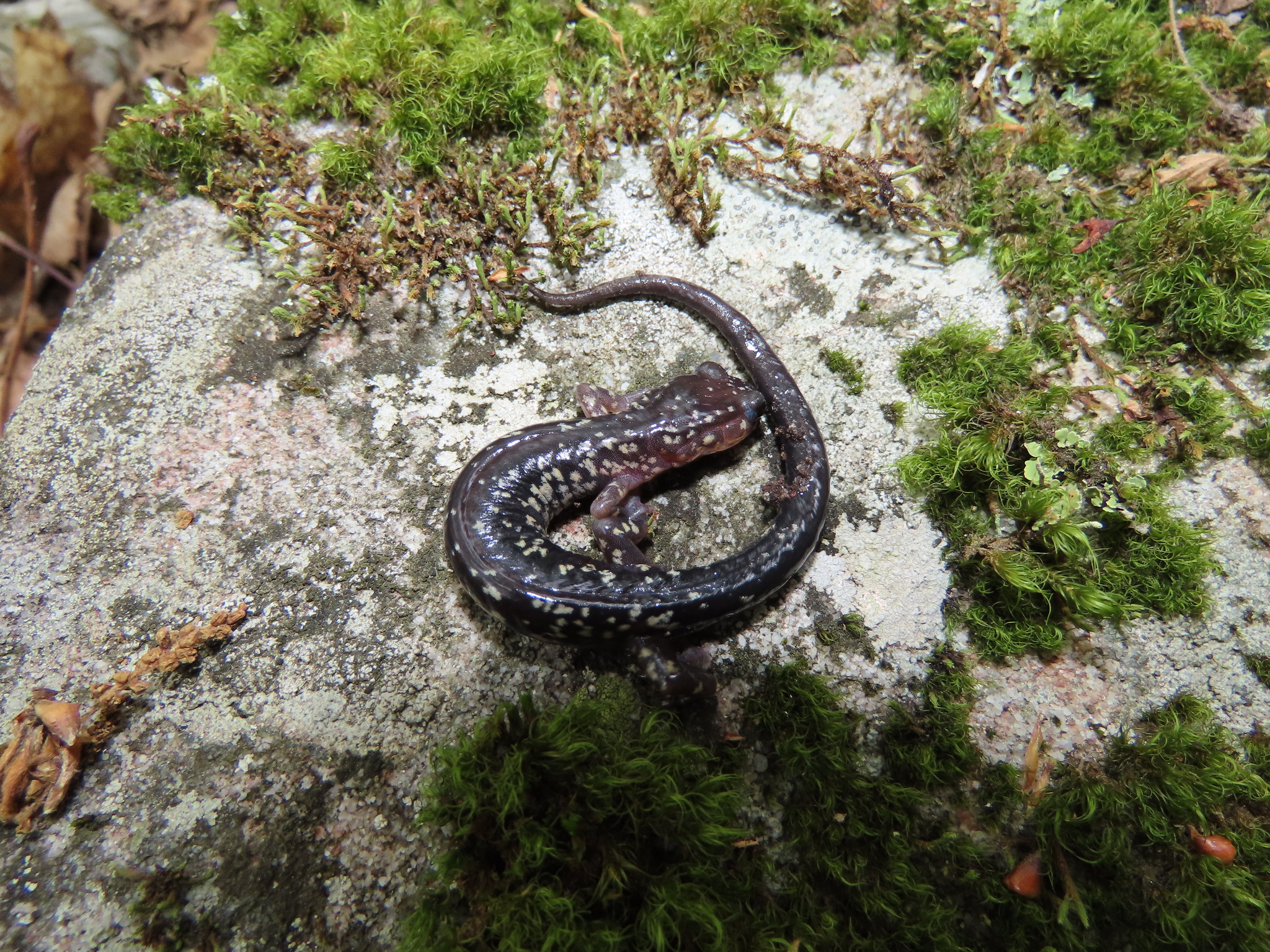 Plethodon punctatus Highton, 1972