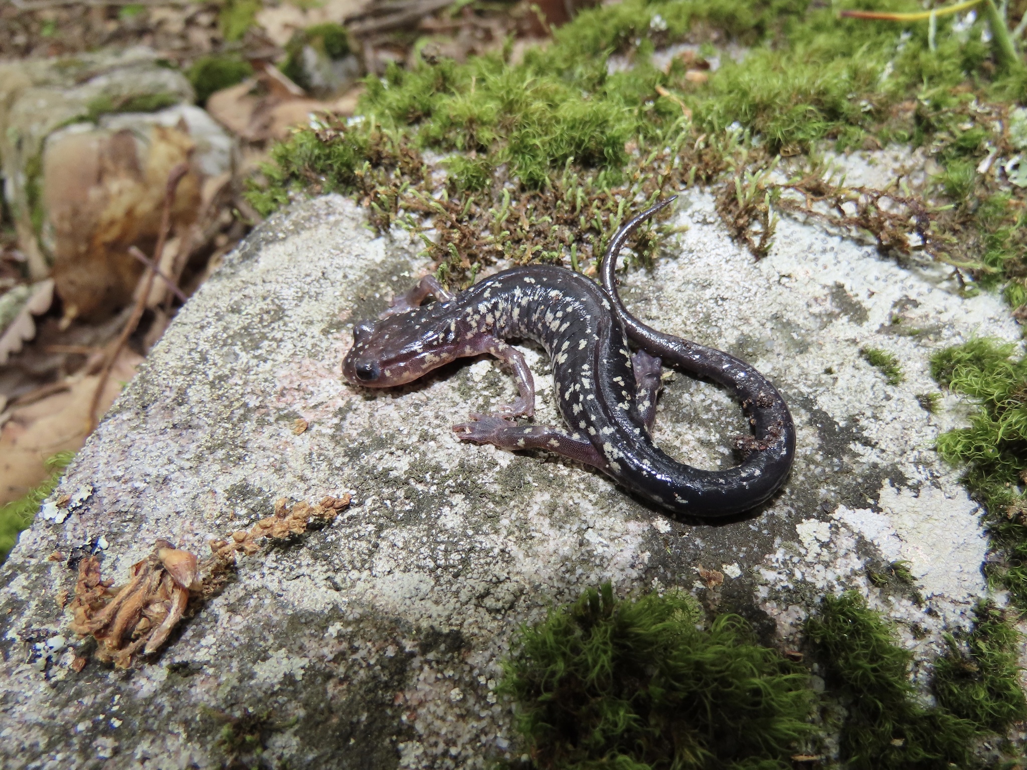 Plethodon punctatus Highton, 1972