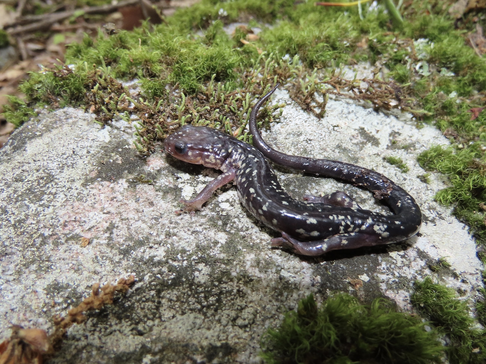 Plethodon punctatus Highton, 1972