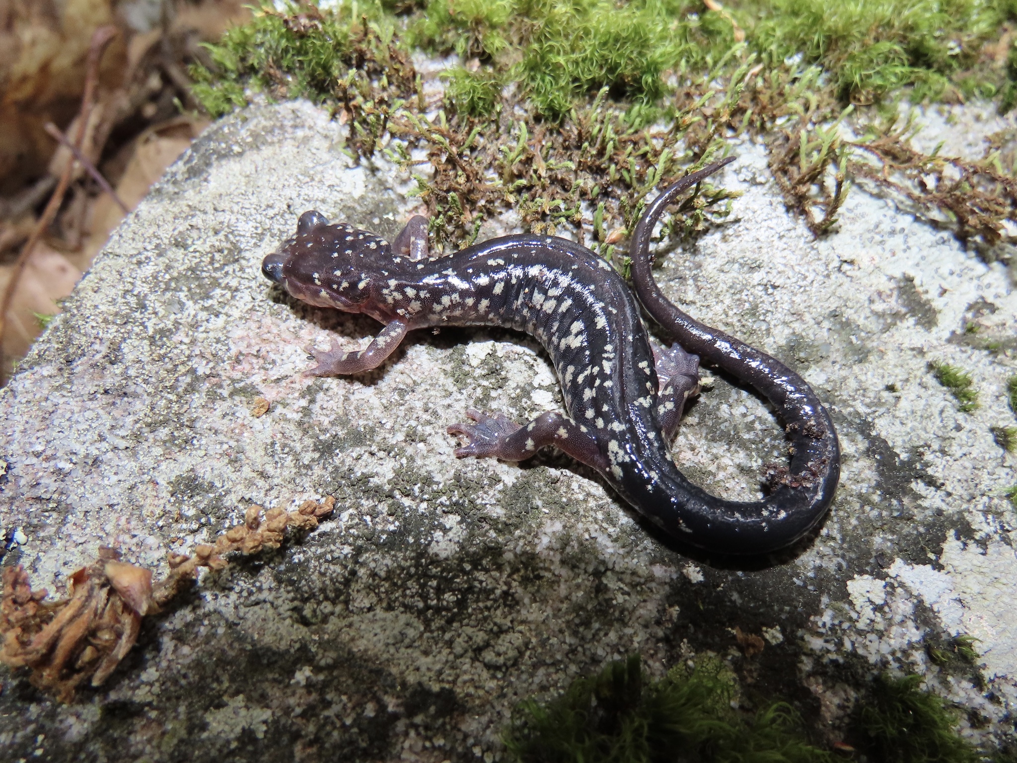 Plethodon punctatus Highton, 1972