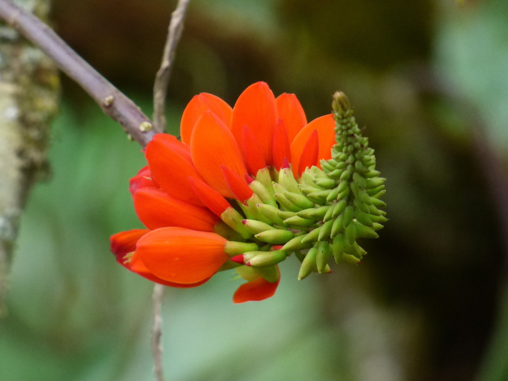 Chachafruto (Plantas en Supía, Caldas) · iNaturalist