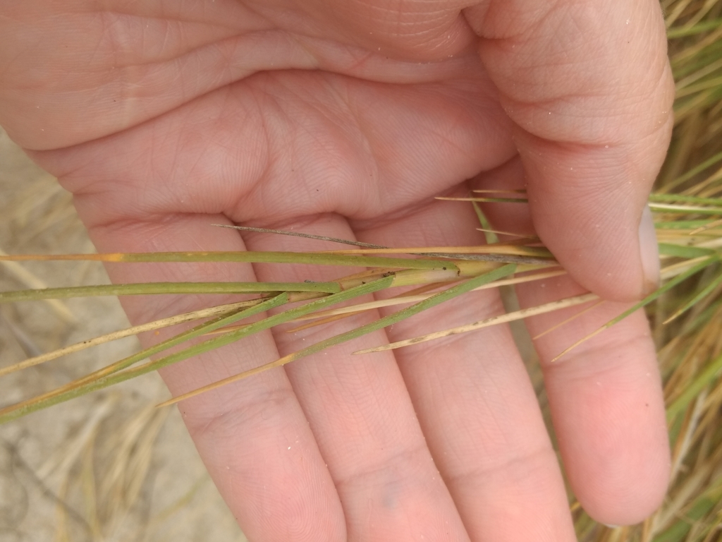 Saltgrass from Newport Coast, Newport Beach, CA, USA on June 17, 2020 ...