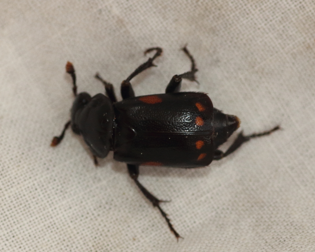 Pustulated Carrion Beetle (Coleoptera of Ohio) · iNaturalist