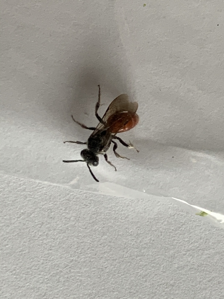 Blood Bees from Sierra Cir, Rock Springs, WY, US on June 18, 2020 at 05 ...