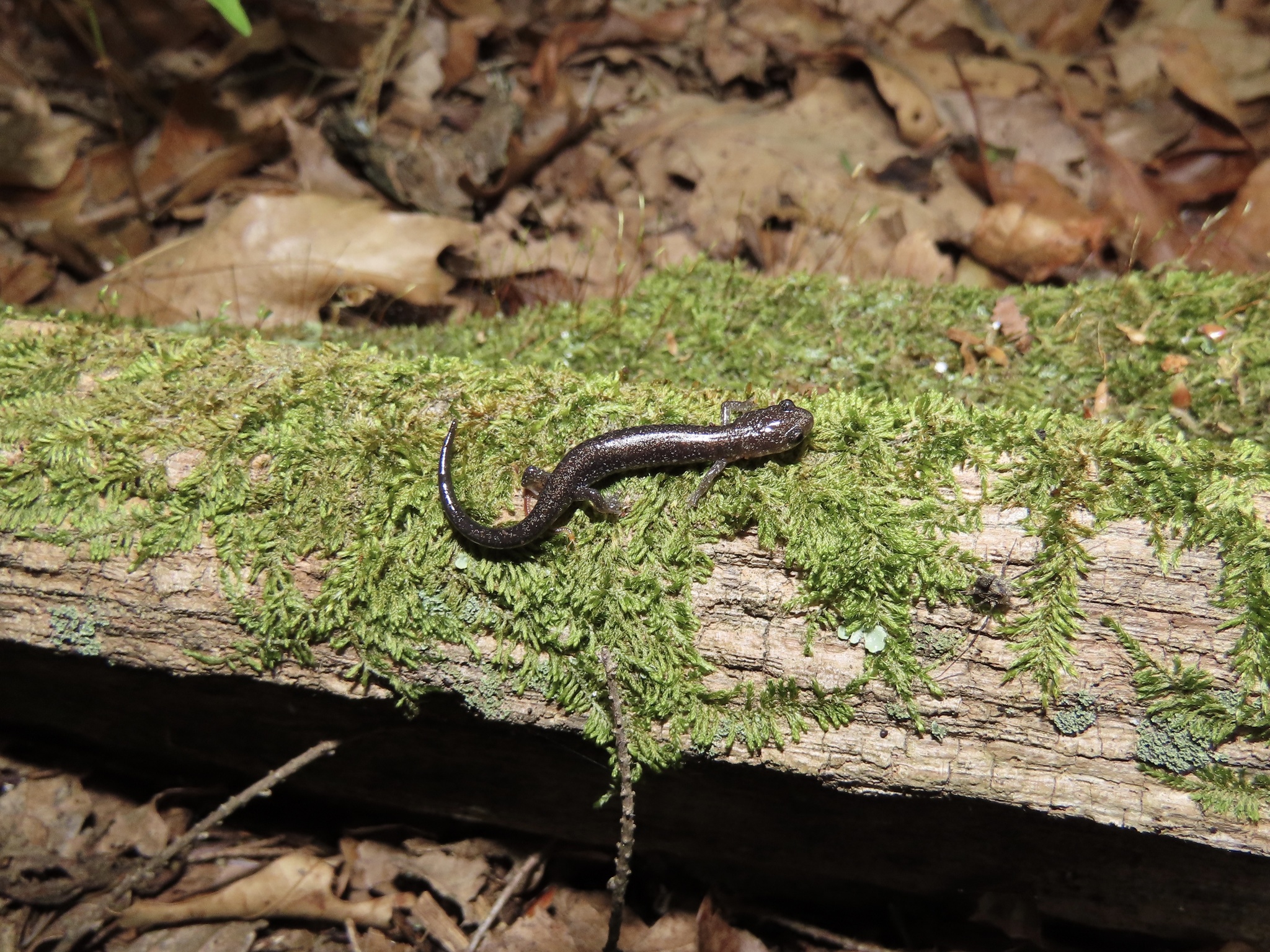 Plethodon virginia Highton, 1999