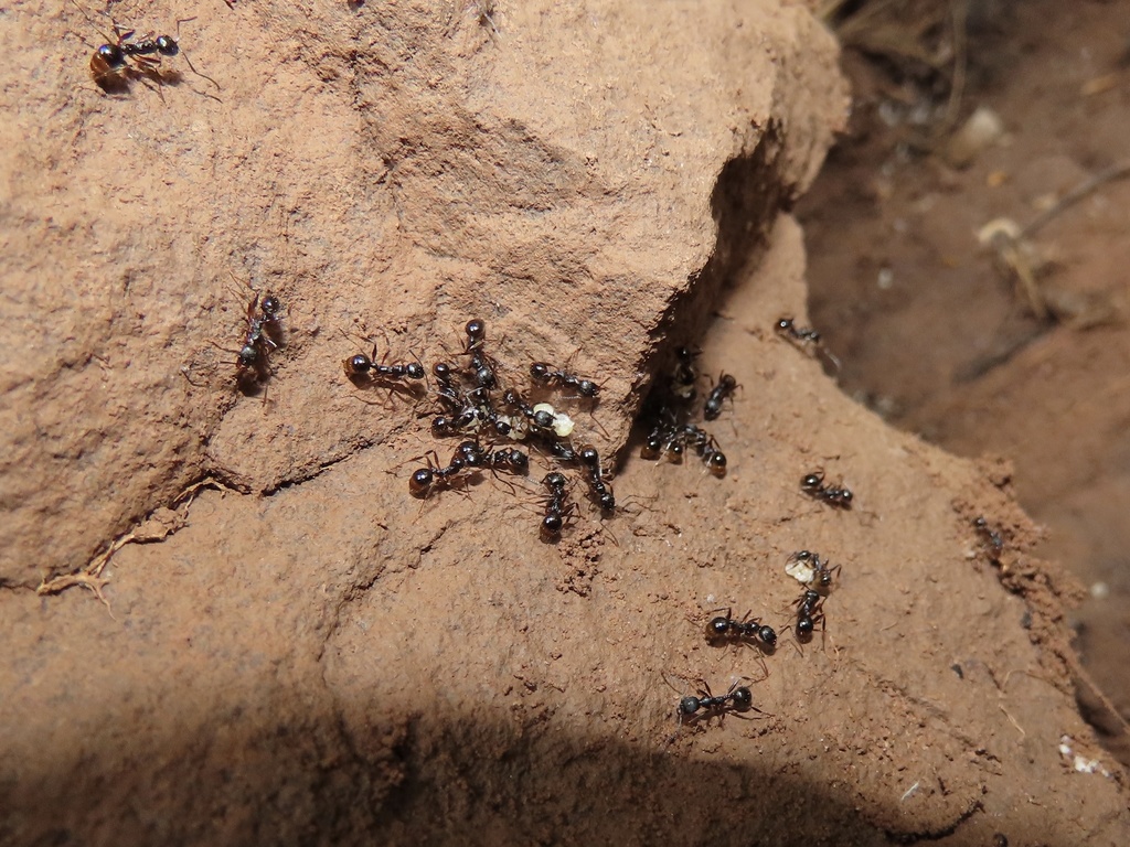 Pitch-black Collared Ant from George Washington & Jefferson National ...