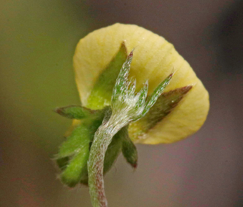 Rabbitbells (Crotalaria rotundifolia) - Botanical Realm