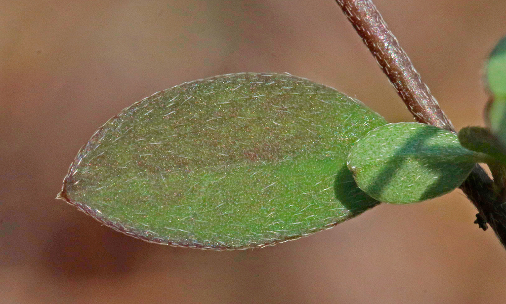 Rabbitbells (Crotalaria rotundifolia) - Botanical Realm