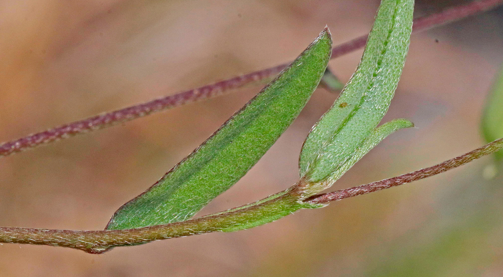Rabbitbells (Crotalaria rotundifolia) - Botanical Realm