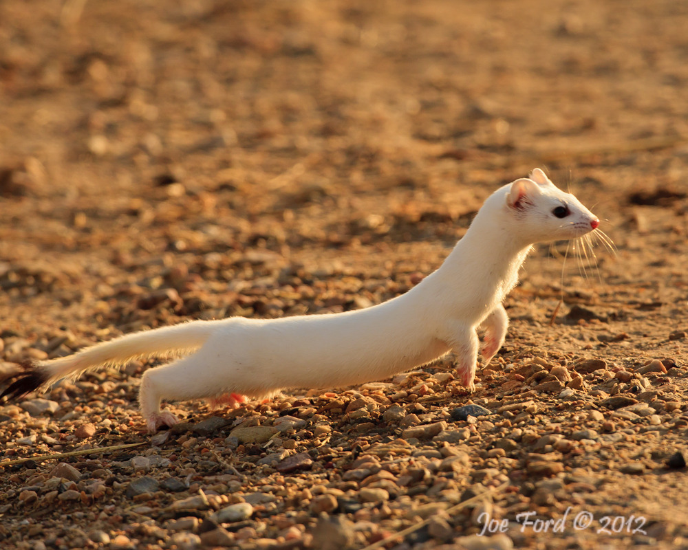 Long-tailed Weasel in January 2012 by joecf · iNaturalist