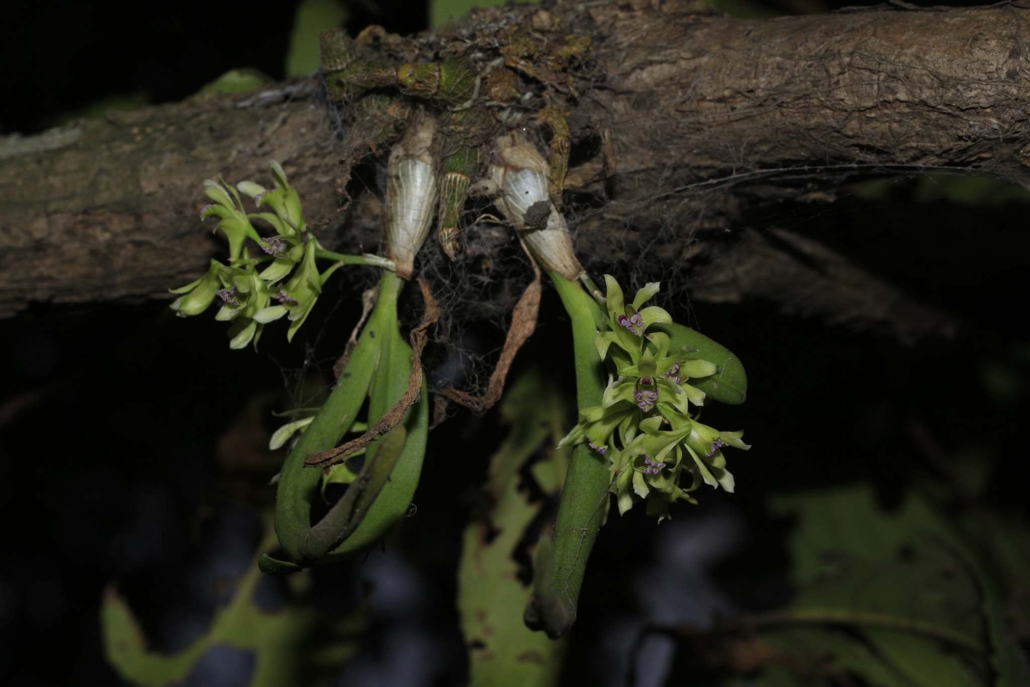Dendrobium microbulbon A.Rich.