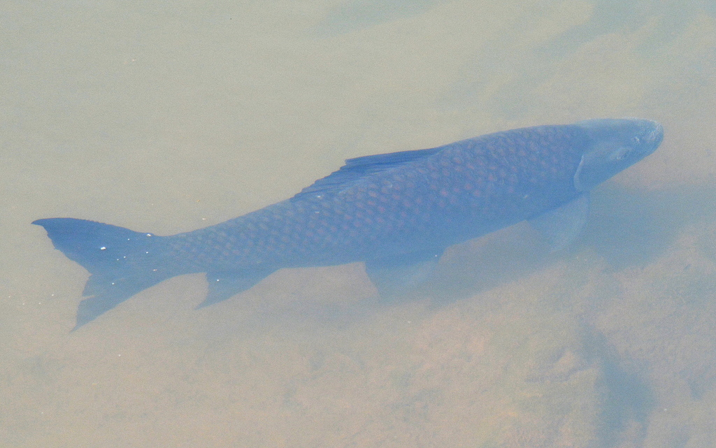 Purple Labeo (Labeo congoro) - Marine Life Identification