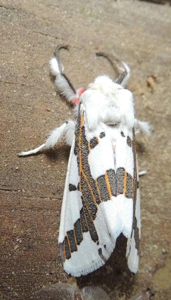 Red-tailed Specter Moth (Moths of Dallas/Fort Worth, Texas) · iNaturalist