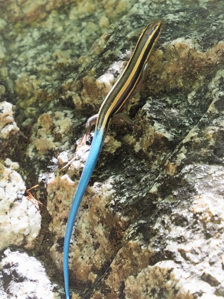 Western Skink from Los Angeles County, CA, USA on June 18, 2020 at 01: ...
