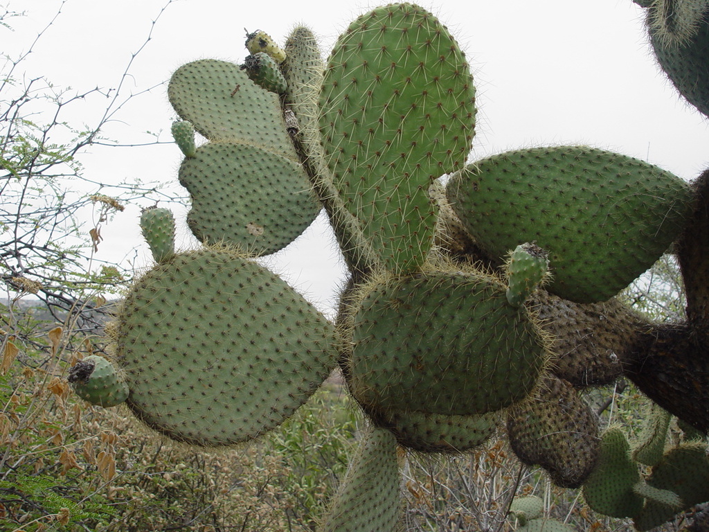 Arborescent Pricklypear from Villas de Santiago, Santiago de Querétaro ...