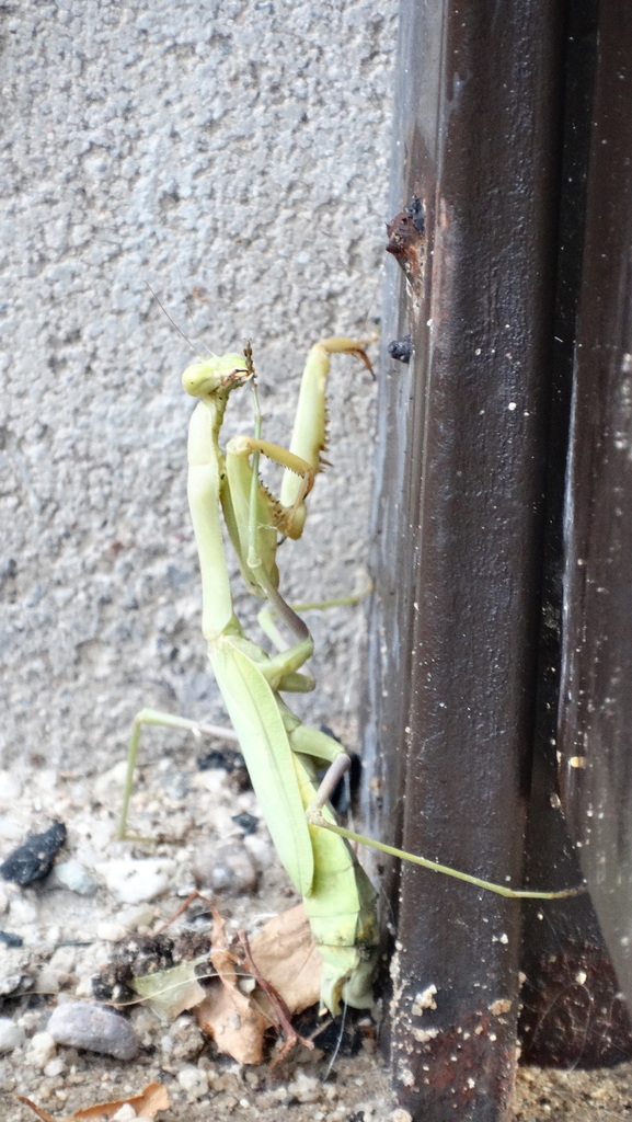 Arizona Mantis from Hermosillo, Sonora, México on October 17, 2014 at ...