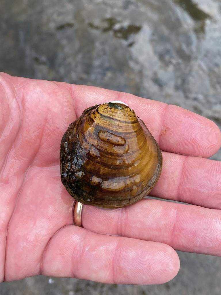Pimpleback from Bear Creek, along Natchez Trace Pkwy, Colbert County ...