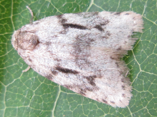 Aemene shikatai · iNaturalist