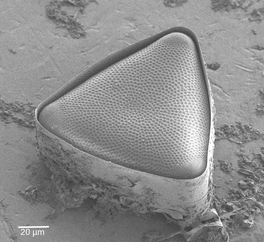 Trigonium arcticum from Montague Harbour, Galiano Island, BC, Canada on ...