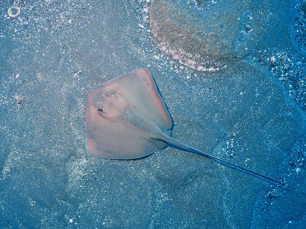 Longtail Stingray (Hypanus longus) - Marine Life Identification