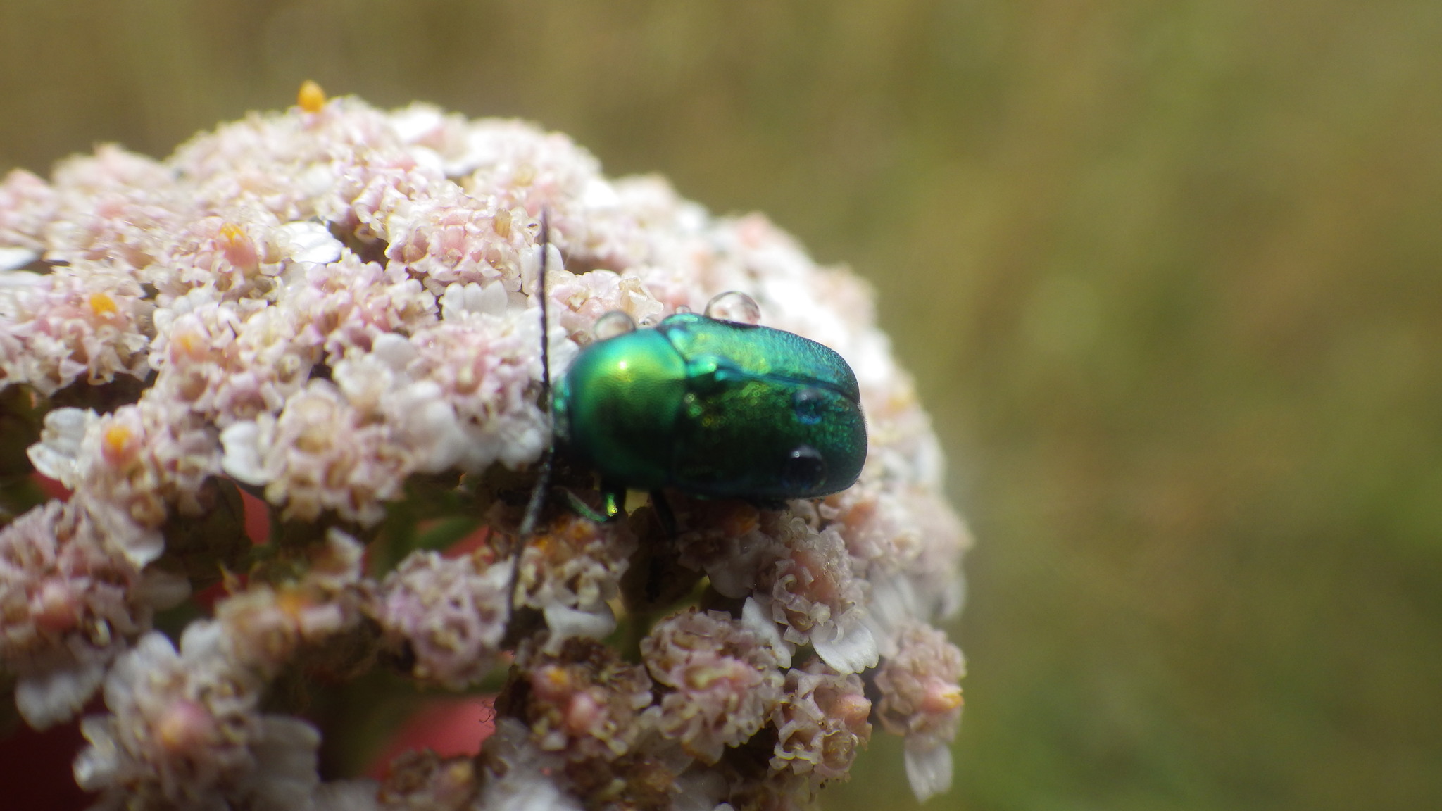 Cryptocephalus hypochoeridis (Linnaeus, 1758)