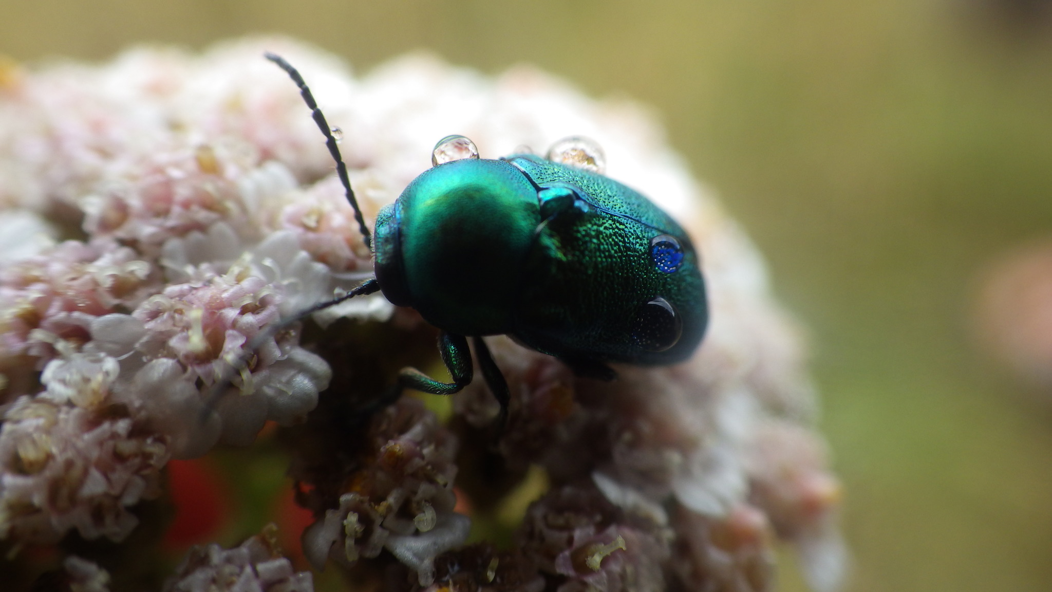 Cryptocephalus hypochoeridis (Linnaeus, 1758)