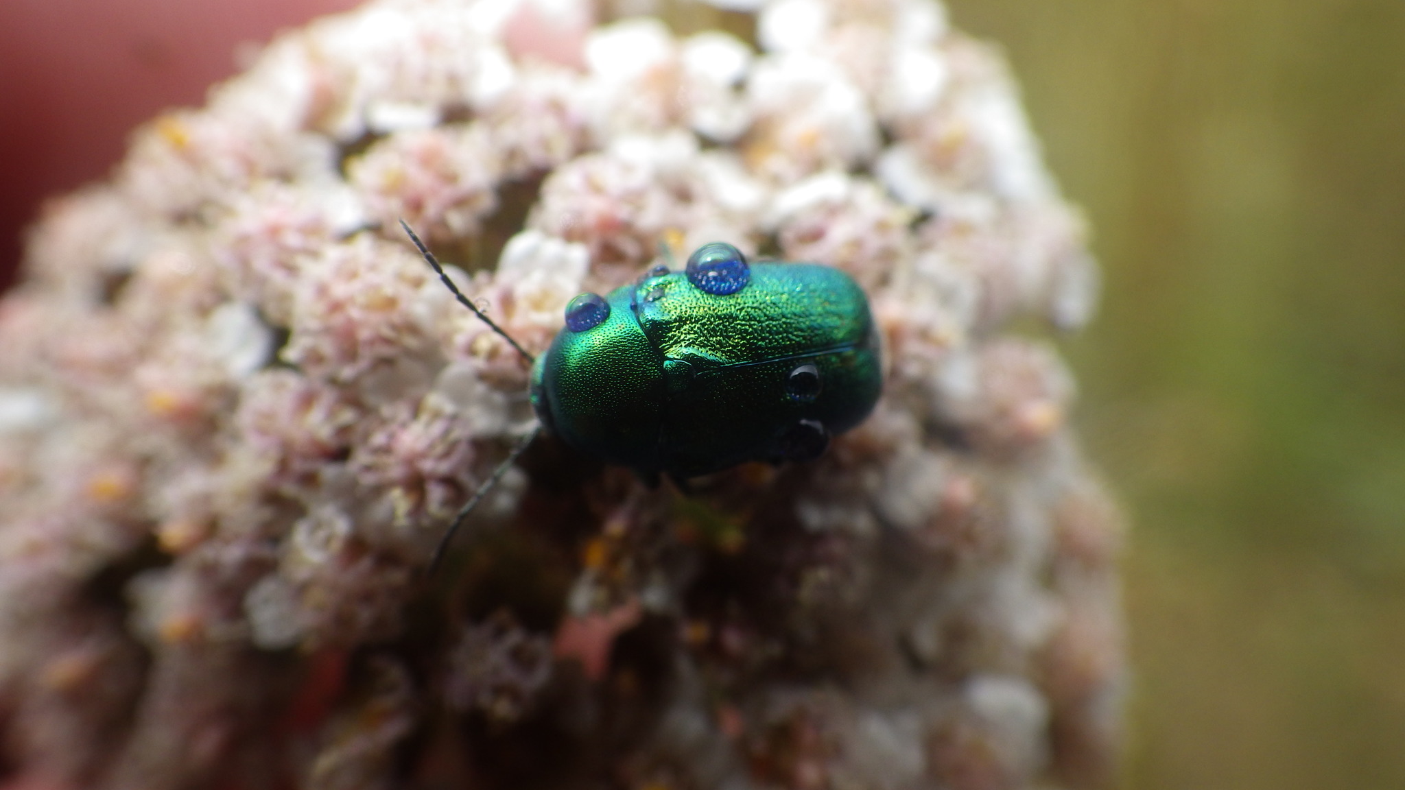 Cryptocephalus hypochoeridis (Linnaeus, 1758)