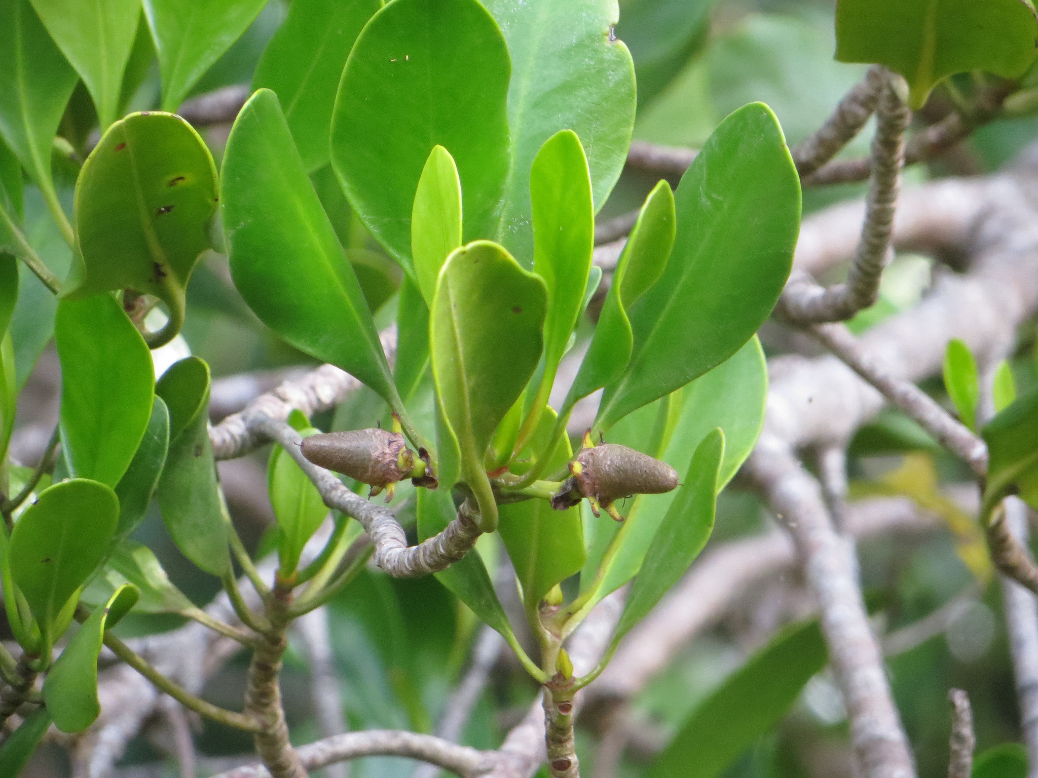 Ceriops tagal (Perr.) C.B.Rob.