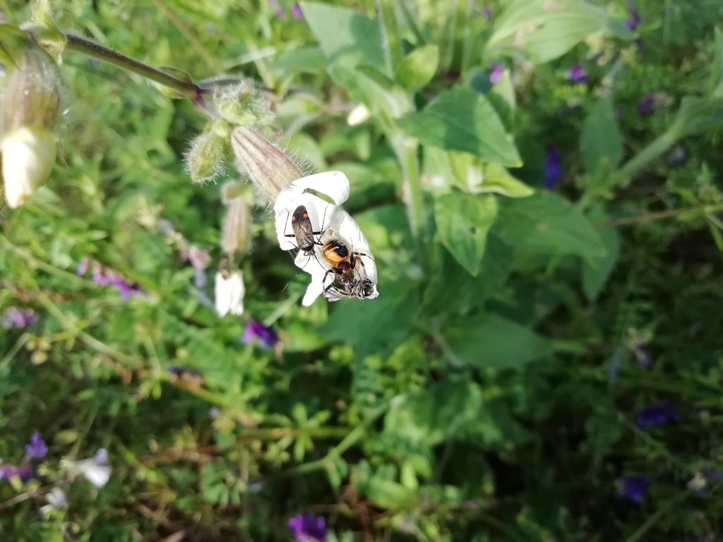 Napoleon Spider from 52010 Sarna AR, Italia on June 18, 2020 at 05:59 ...