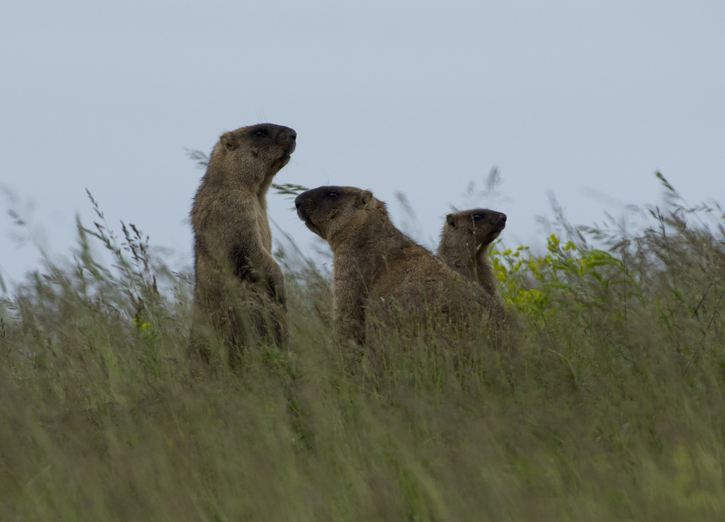 Bobak Marmot (Marmota bobak) - Know Your Mammals