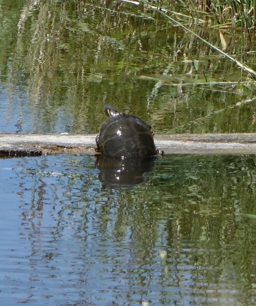 Painted Turtle from Jefferson County, ID, USA on June 18, 2020 at 01:12 ...