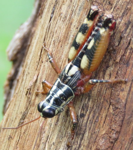 Genus Allaga · iNaturalist
