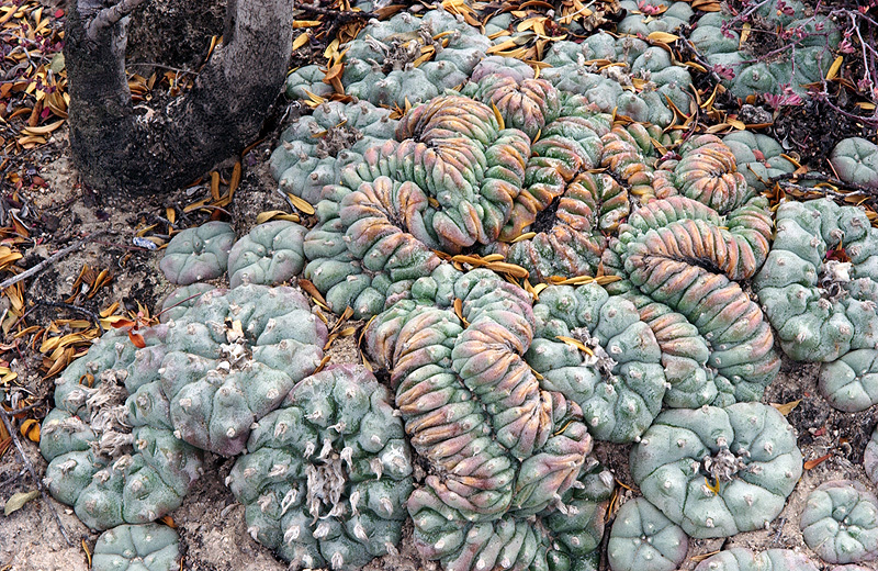 Peyote in March 2004 by Ad Konings. Crested specimens · iNaturalist