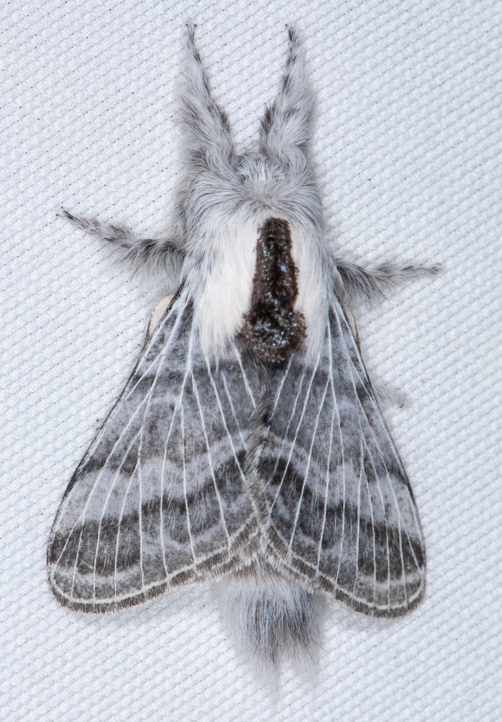 Tolype distincta from Sonoma County, CA, USA on June 19, 2020 at 05:45 ...