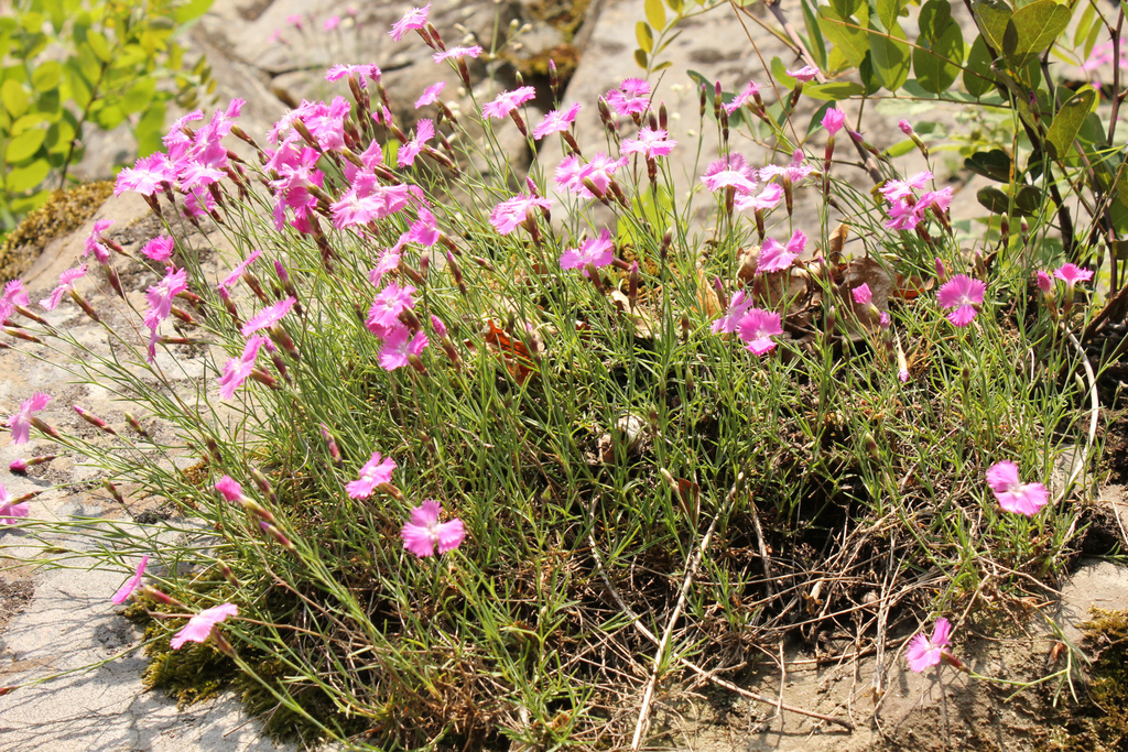 Cheddar Pink (Dianthus gratianopolitanus) - Botanical Realm