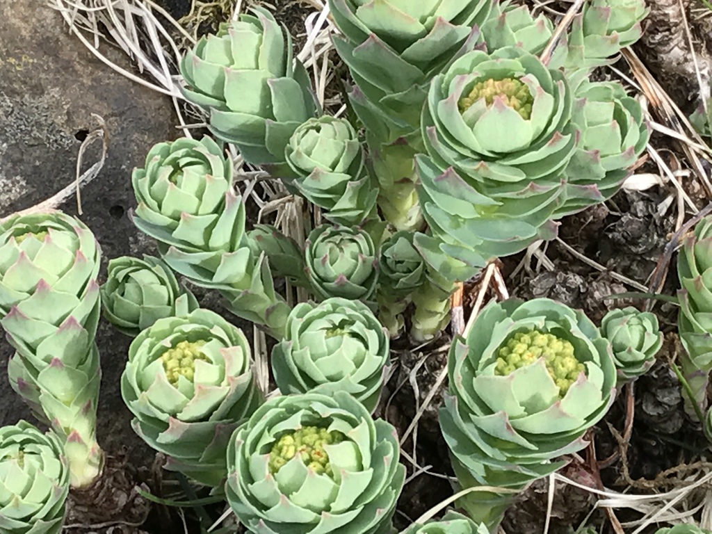 Roseroot (Rhodiola rosea) - Botanical Realm