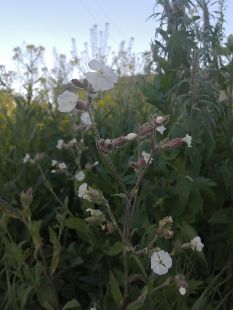 evening lychnis from Месягутово on June 19, 2020 at 07:53 PM by Эвелина ...