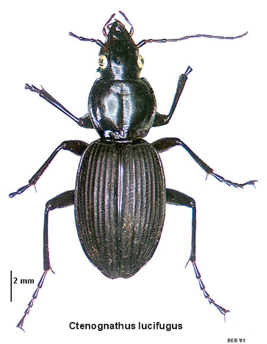 Kupeplatynus lucifugus · iNaturalist United Kingdom