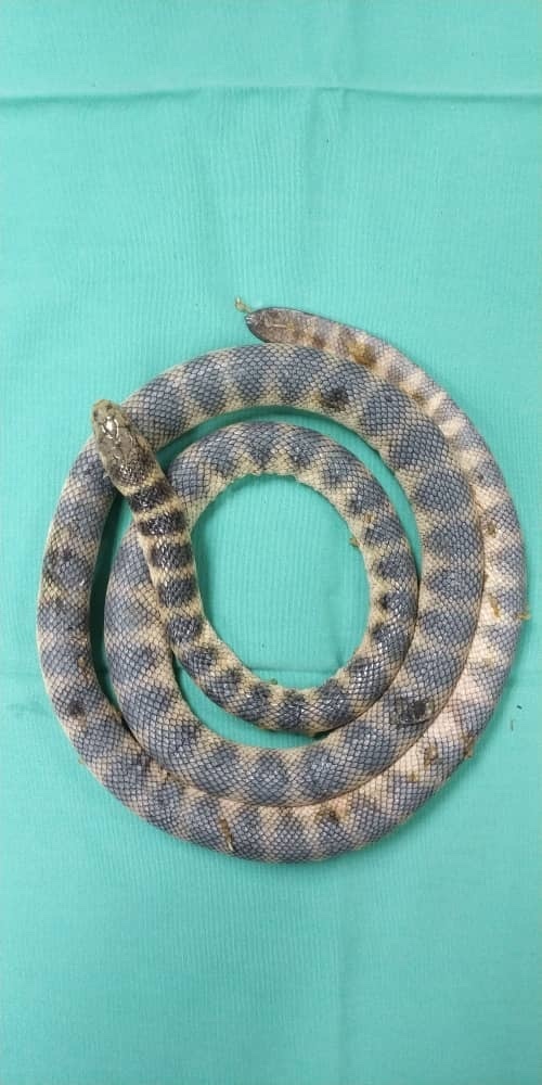 Annulated Sea Snake from Lorong Century 1, Sarikei, Sarawak, MY on June ...