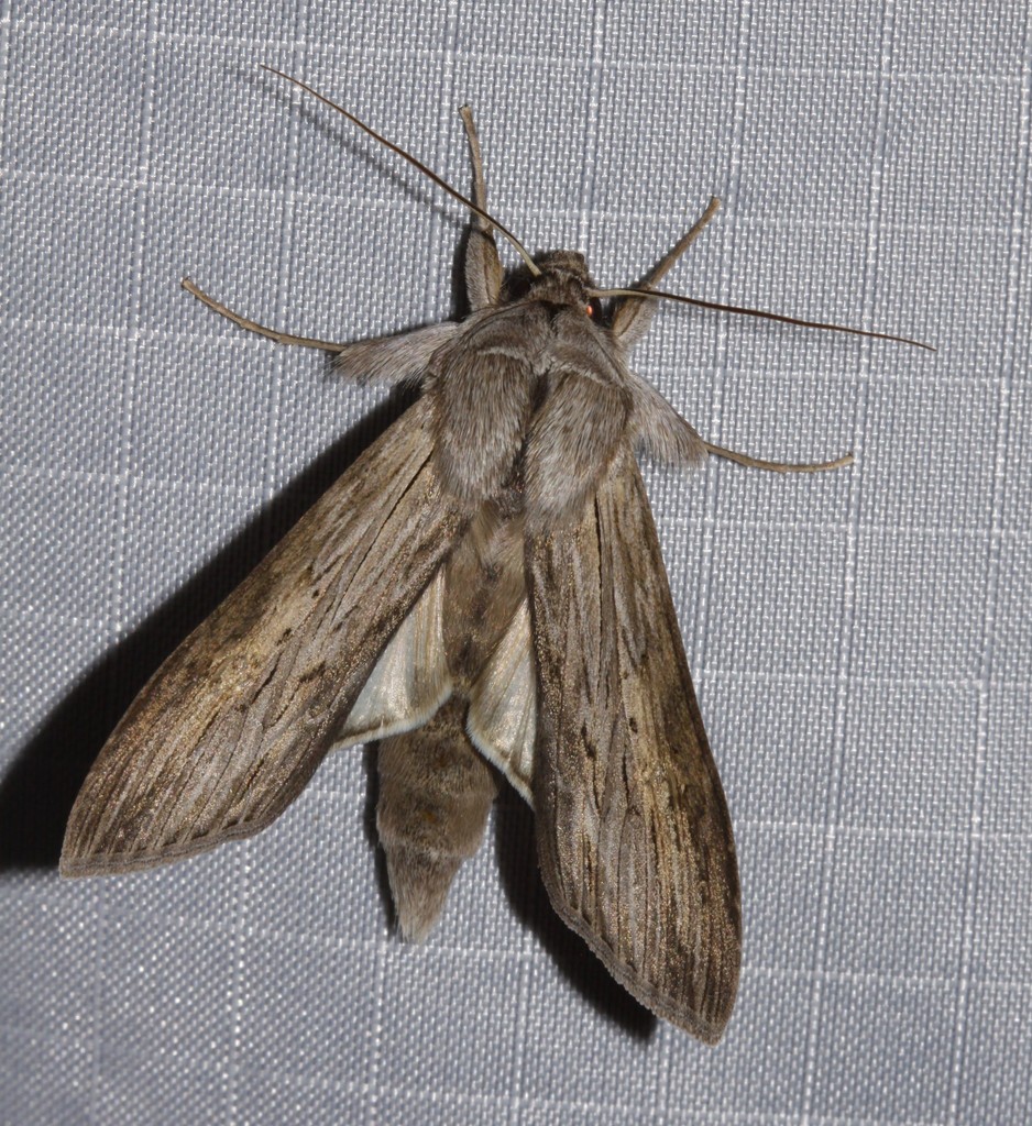 Shark Moth from Le Rocher-Percé, QC, Canada on June 19, 2020 at 12:49 ...