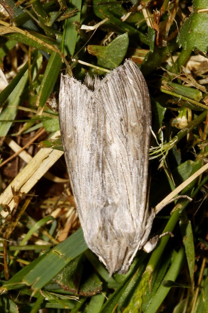 Shark Moth from Le Rocher-Percé, QC, Canada on June 19, 2020 at 12:51 ...