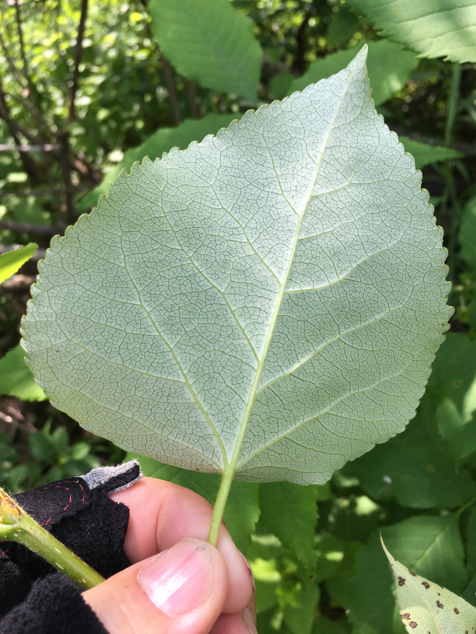 Populus ×jackii Sarg.