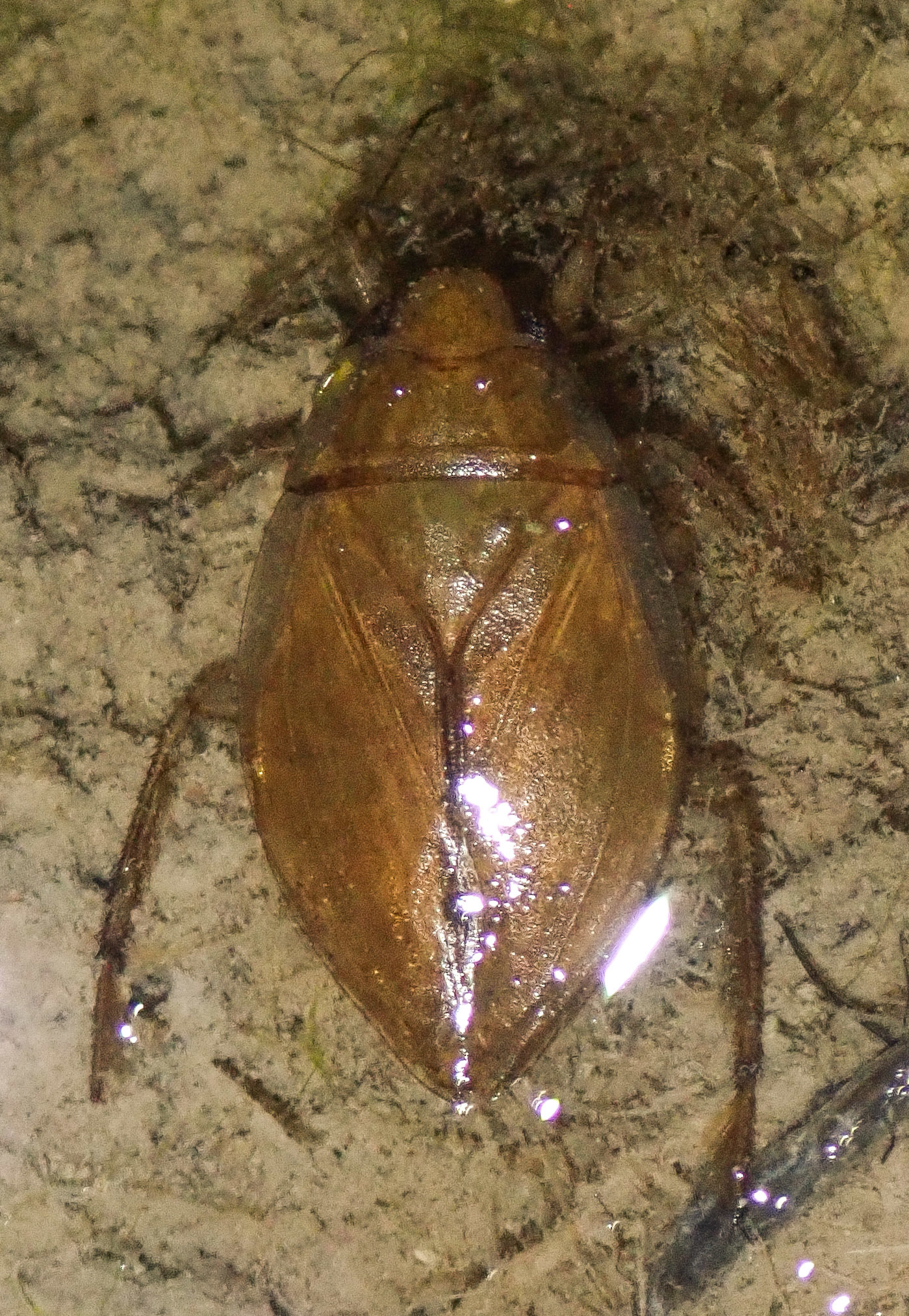 Diplonychus rusticus (Fabricius, 1871)