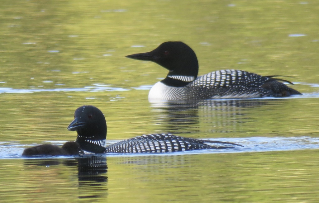 Common Loon from Roche Lake Provincial Park, BC, CA on June 18, 2020 at ...
