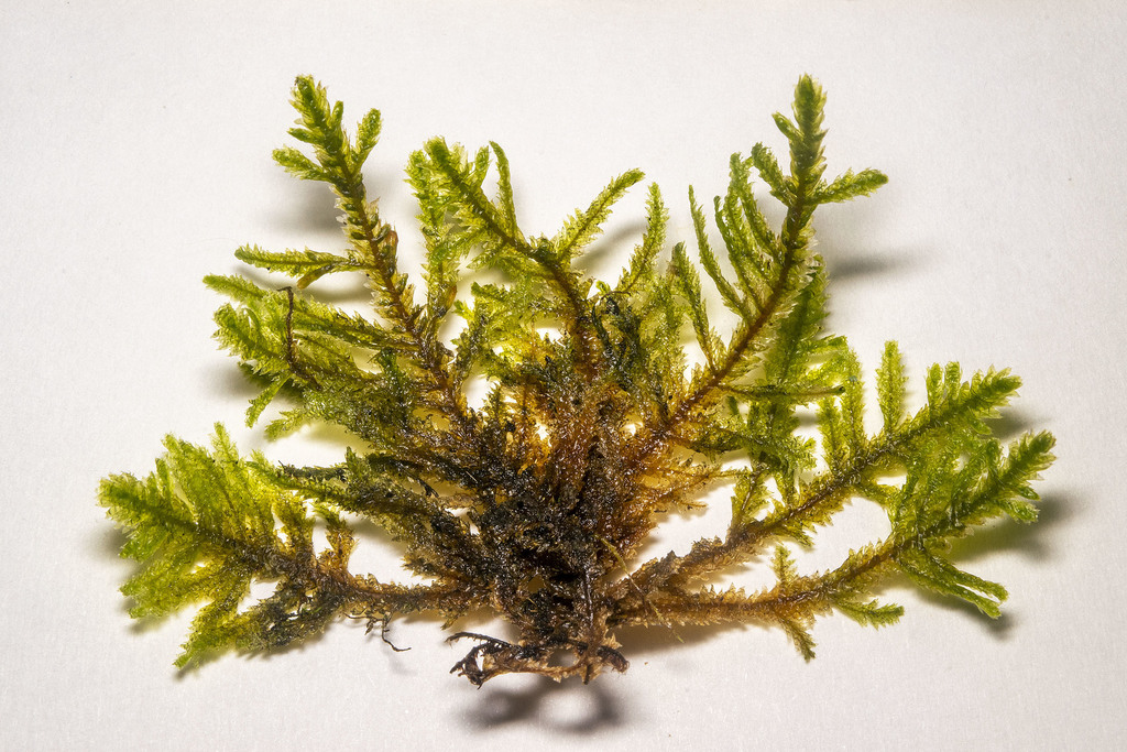 shingle moss (Neckera pennata) - Botanical Realm